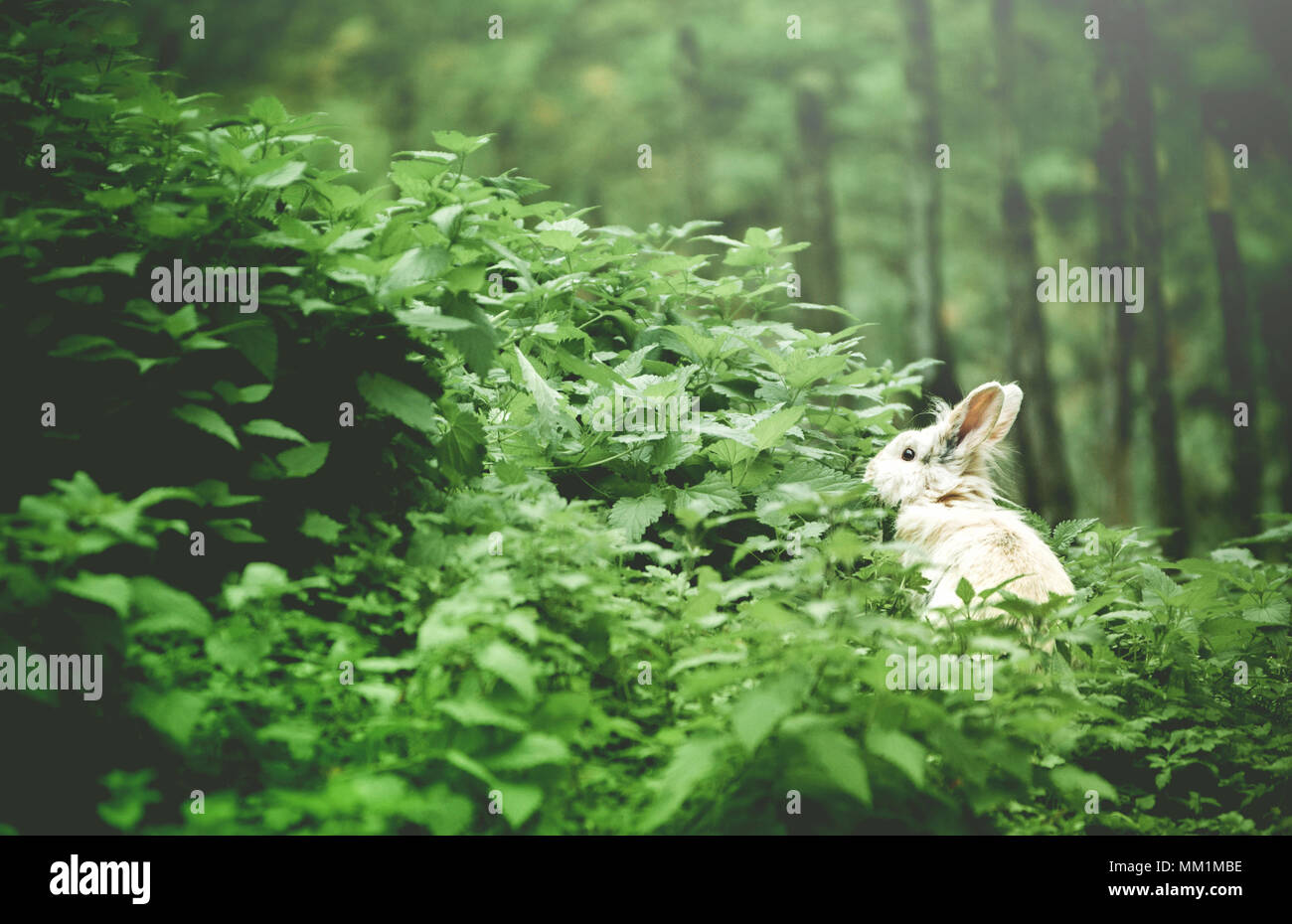 White Bunny in the Frest. Green and White Stock Photo - Alamy
