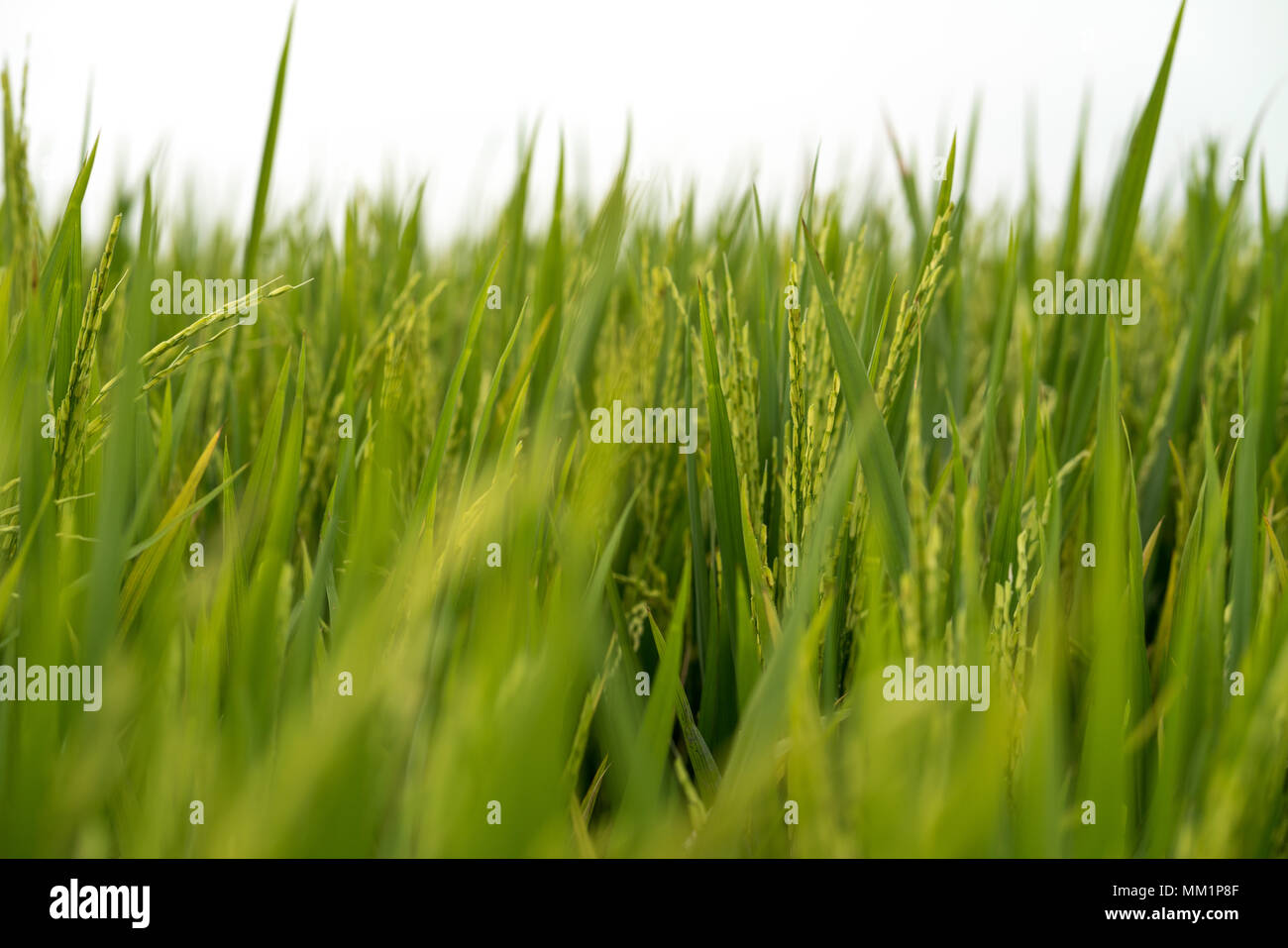 Closeup view of the green paddy field at Sekinchan, Selangor, Malaysia ...