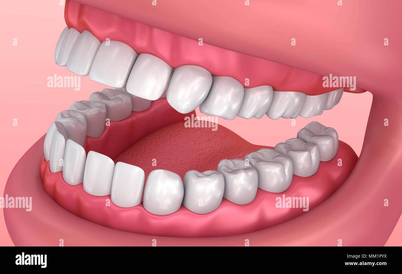 Mouth gum and teeth. Medically accurate tooth 3D illustration Stock ...
