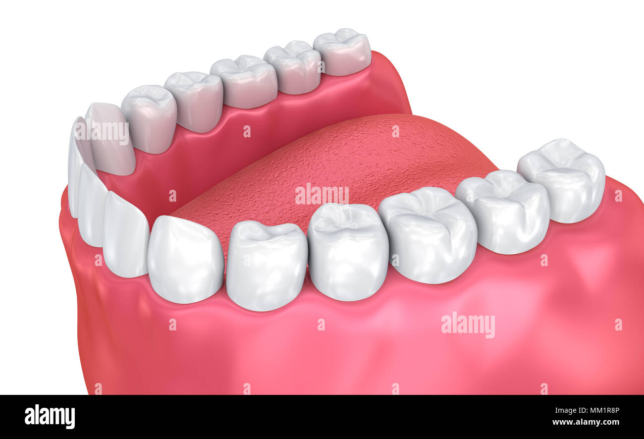 Mouth gum and teeth. Medically accurate tooth 3D illustration Stock ...
