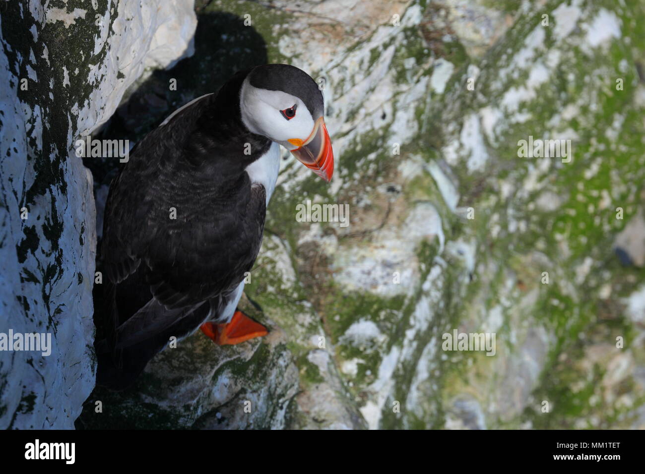 Puffin on a cliff ledge at RSPB Bempton cliffs Stock Photo - Alamy