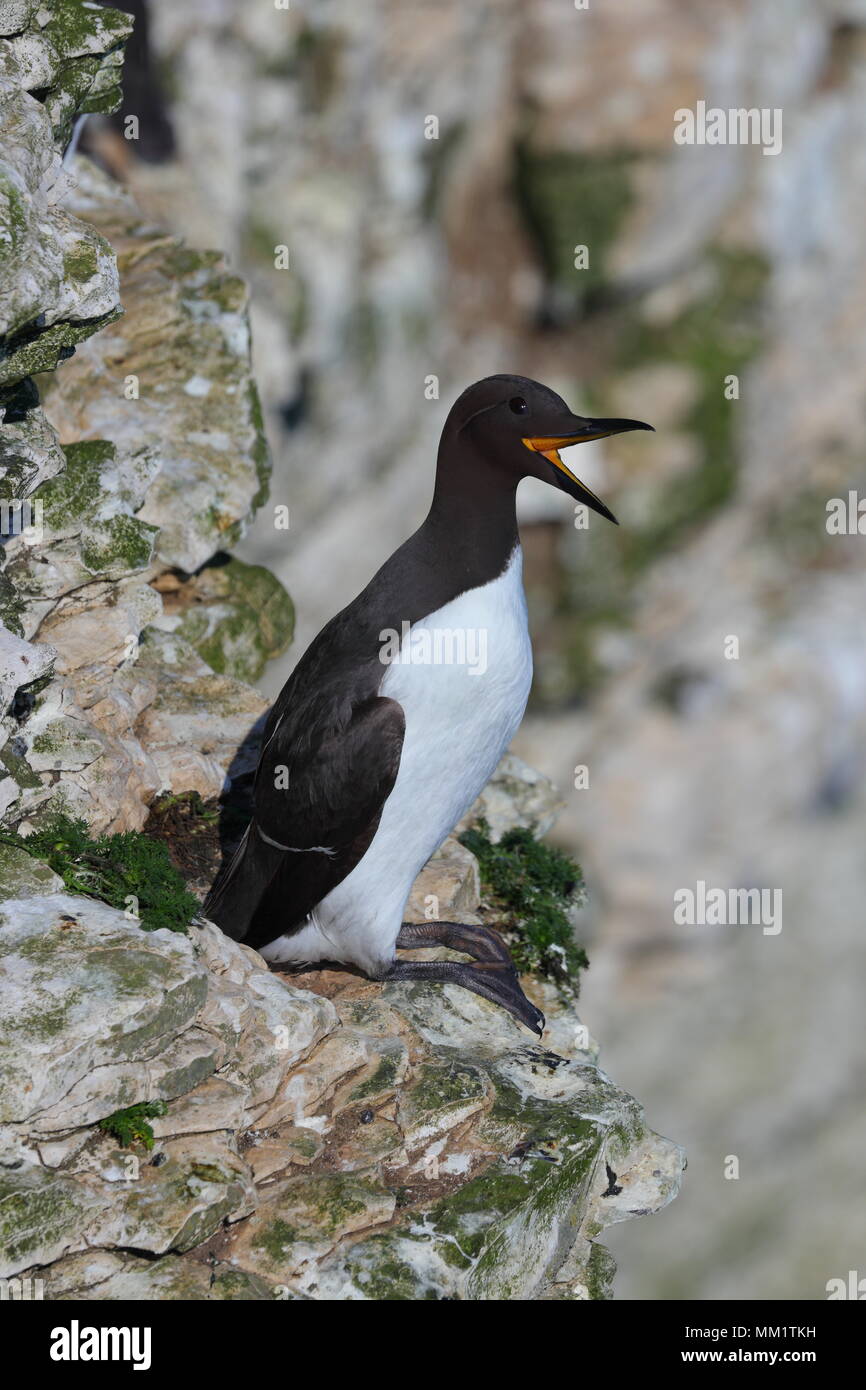 Guillemot north yorkshire hi-res stock photography and images - Alamy