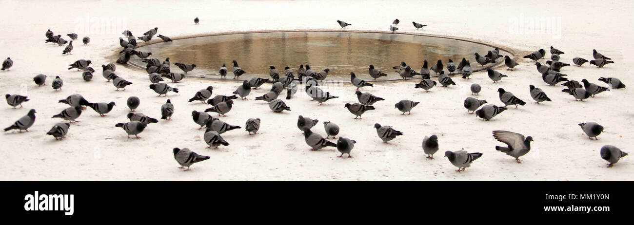 Dove dung hi-res stock photography and images - Alamy