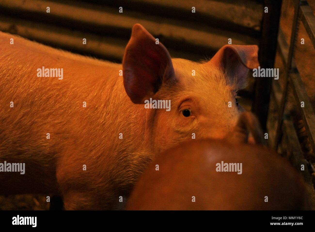 Animal Psychology - close up shot of an inquisitive pig inside a barn ...