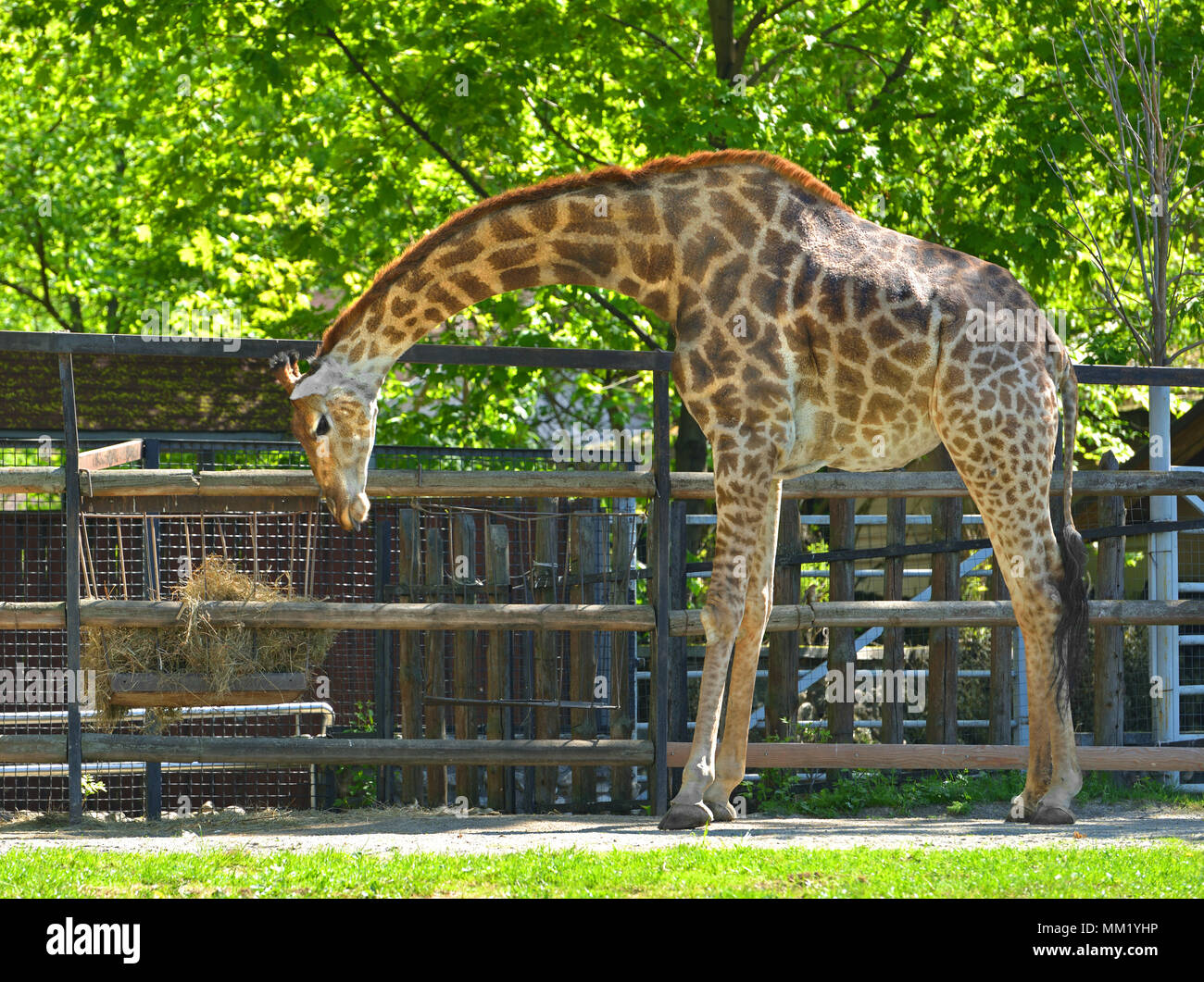 Giraffe hoof hi-res stock photography and images - Alamy
