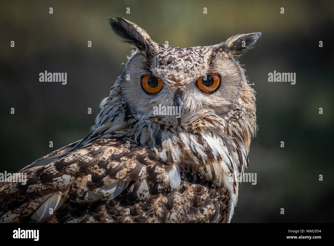 Owl looking profile hi-res stock photography and images - Alamy
