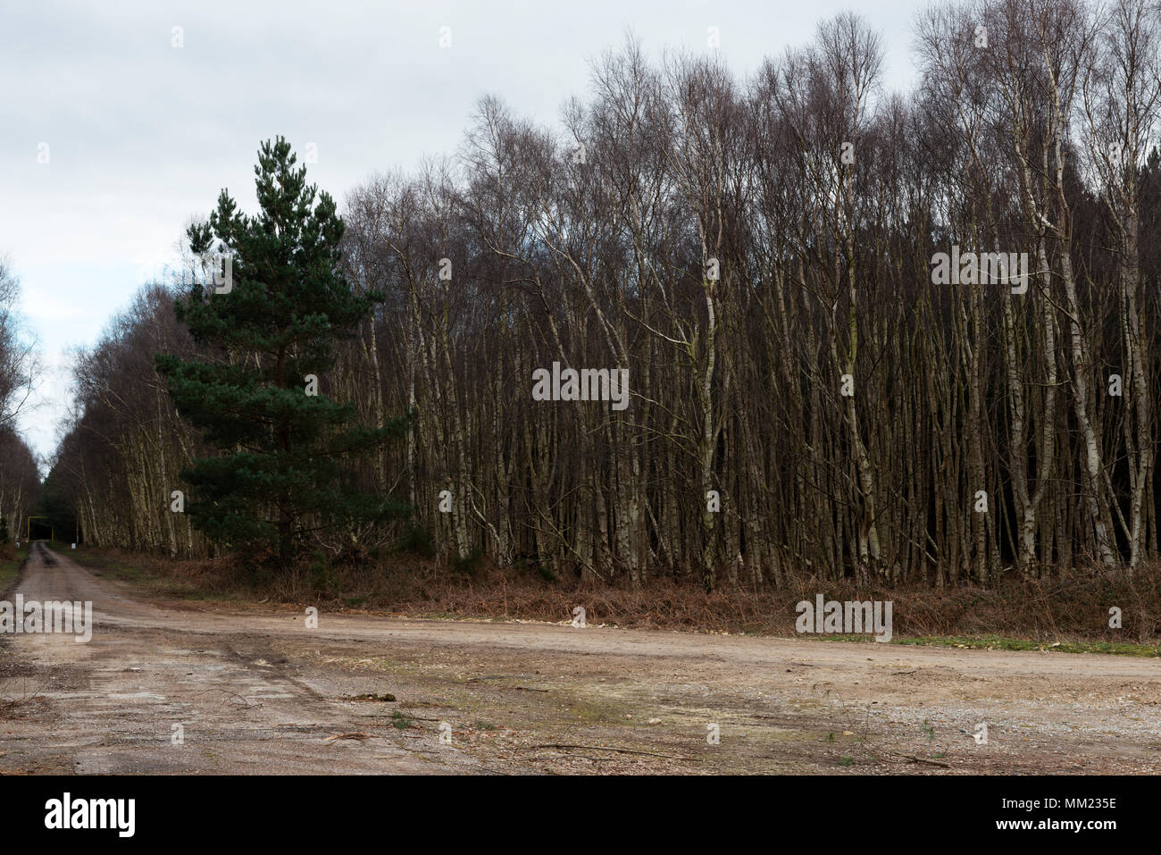 Rendlesham forest close to the East Gate of the former USAF Woodbridge ...