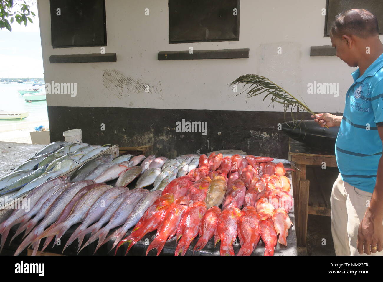 Fresh fish on a street market stall, Golden bay, Mauritius island Stock ...