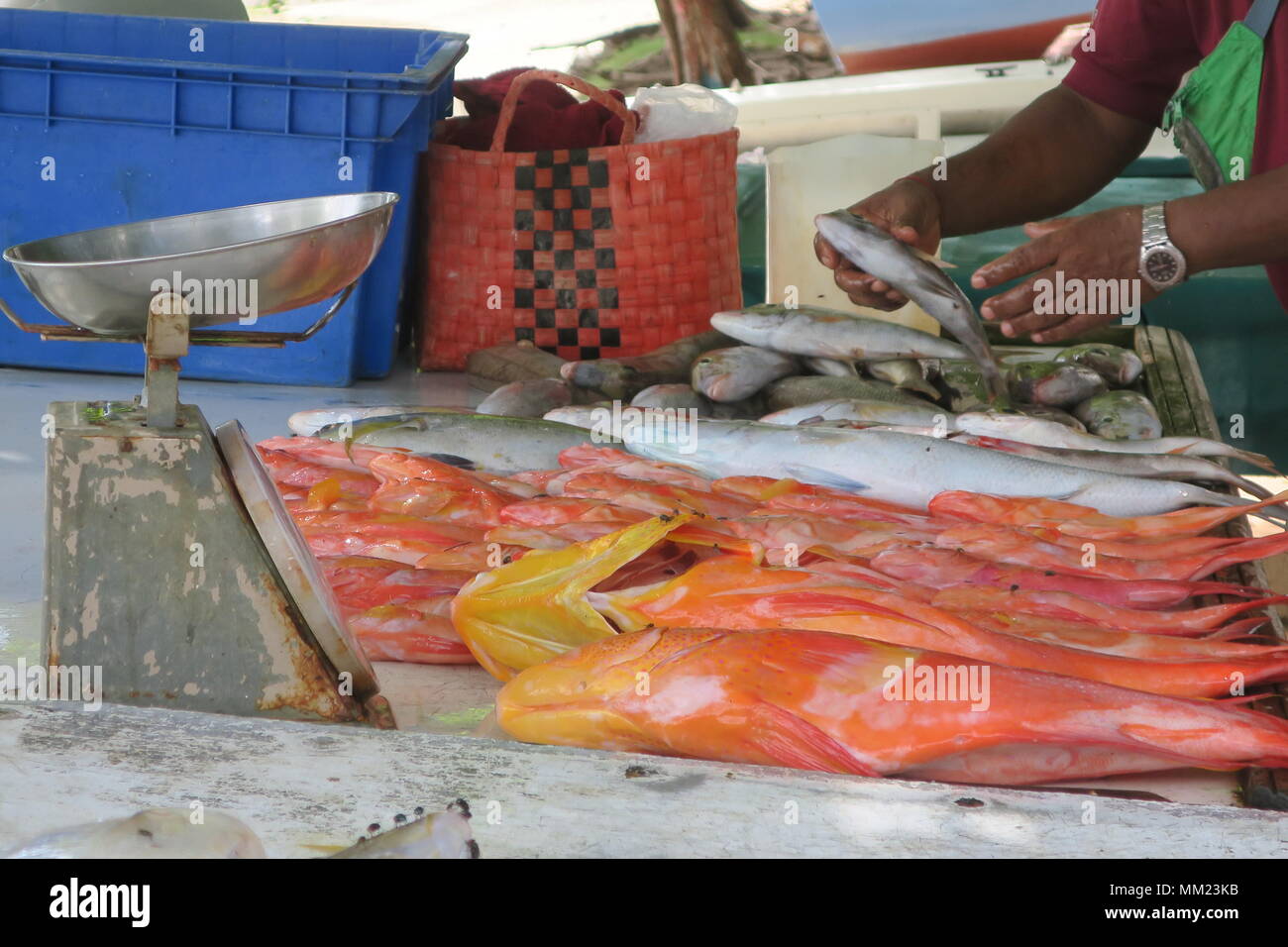 Fresh fish on a street market stall, Golden bay, Mauritius island Stock ...