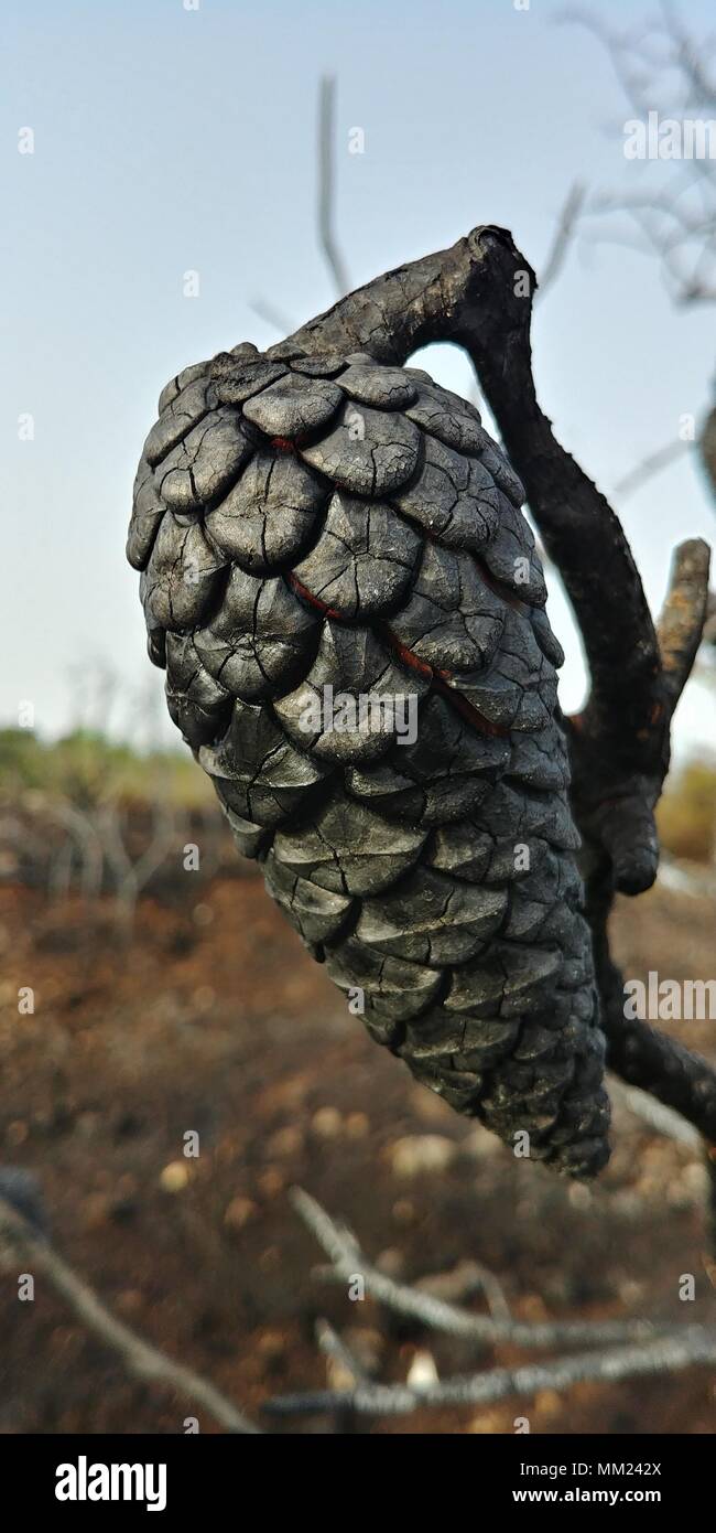 Fire damaged pine cone hi-res stock photography and images - Alamy
