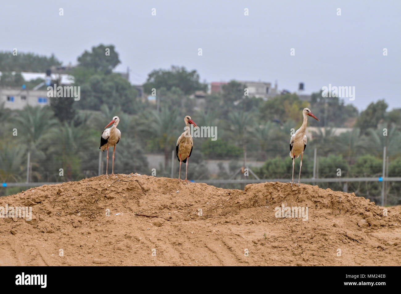White Stork (Ciconia ciconia) foraging for food on a landfill. White ...