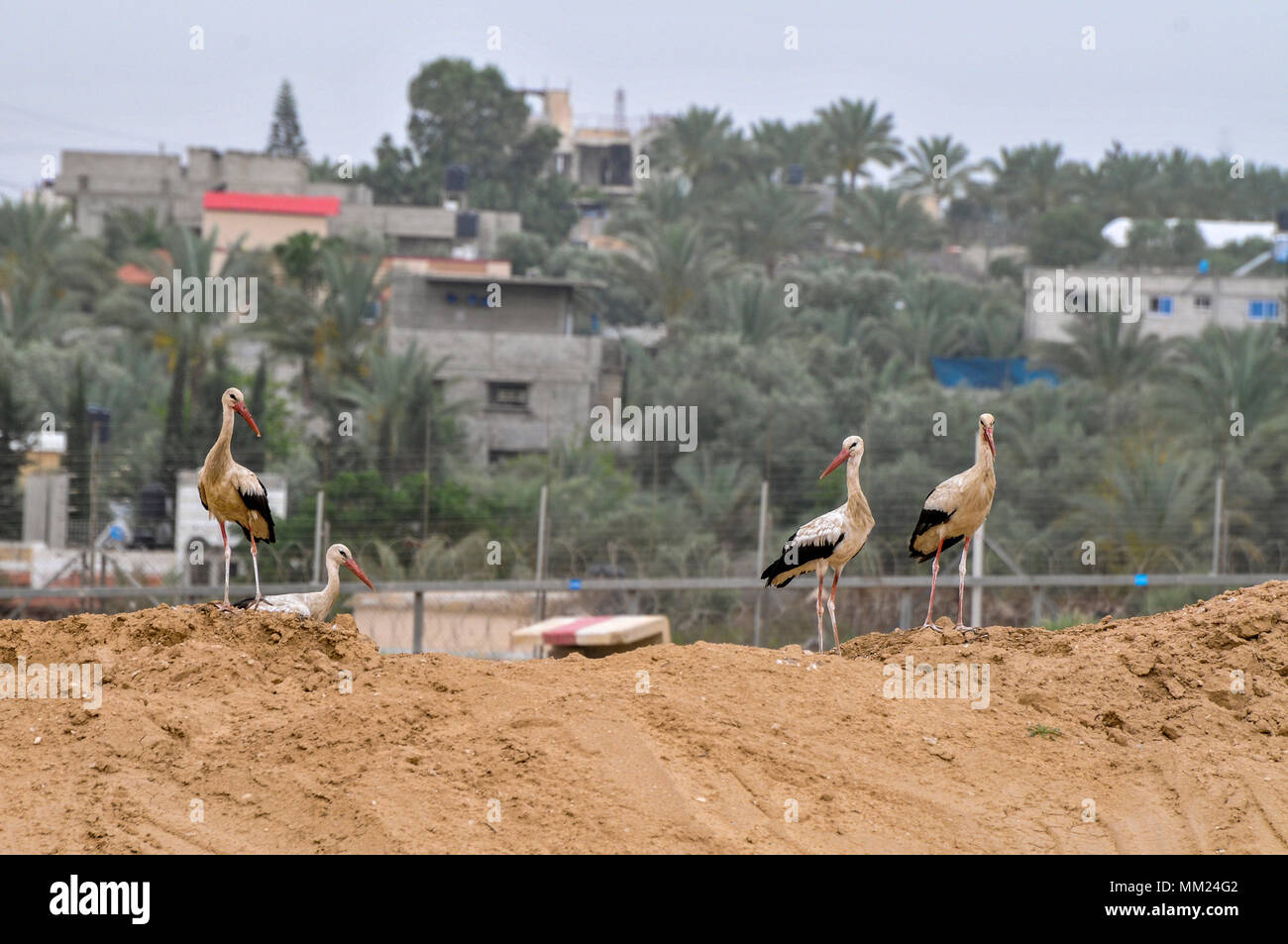 White Stork (Ciconia ciconia) foraging for food on a landfill. White ...