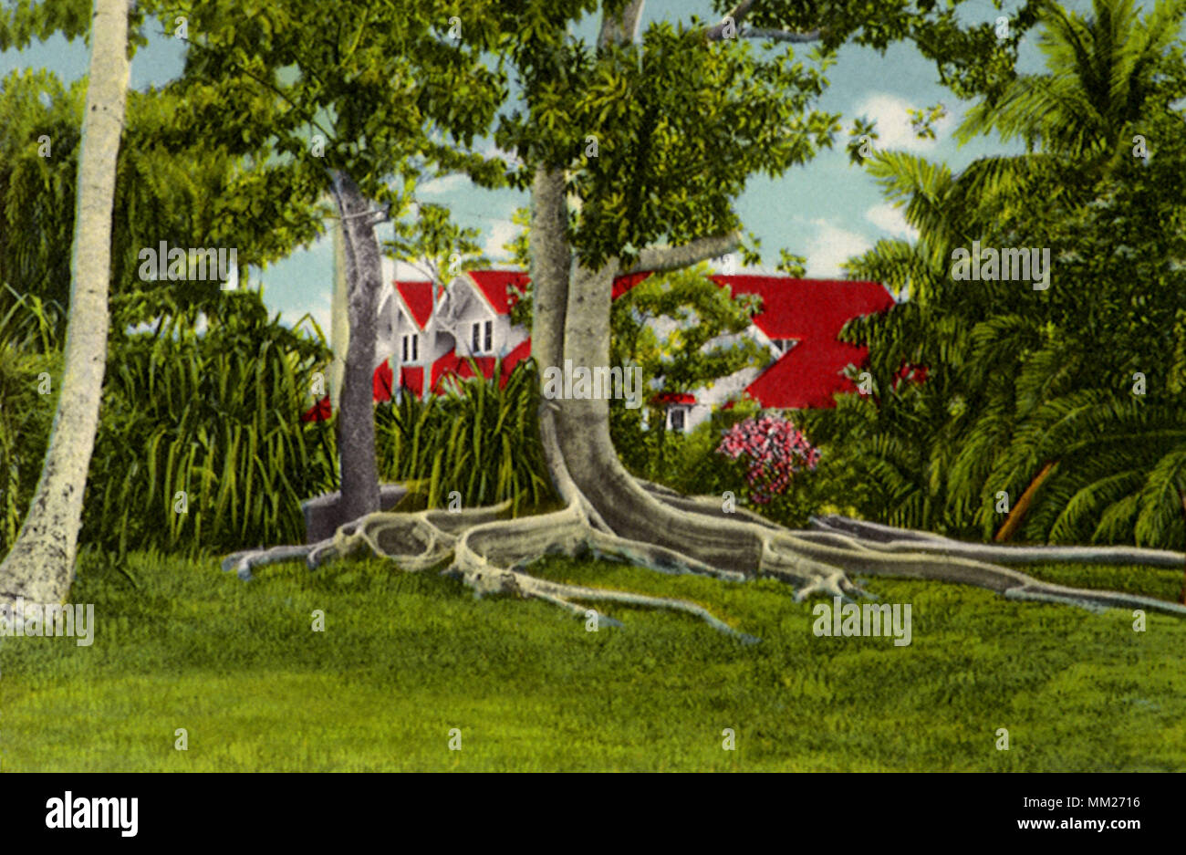Fig Tree at Edison Winter Home. Fort Myers. 1930 Stock Photo - Alamy