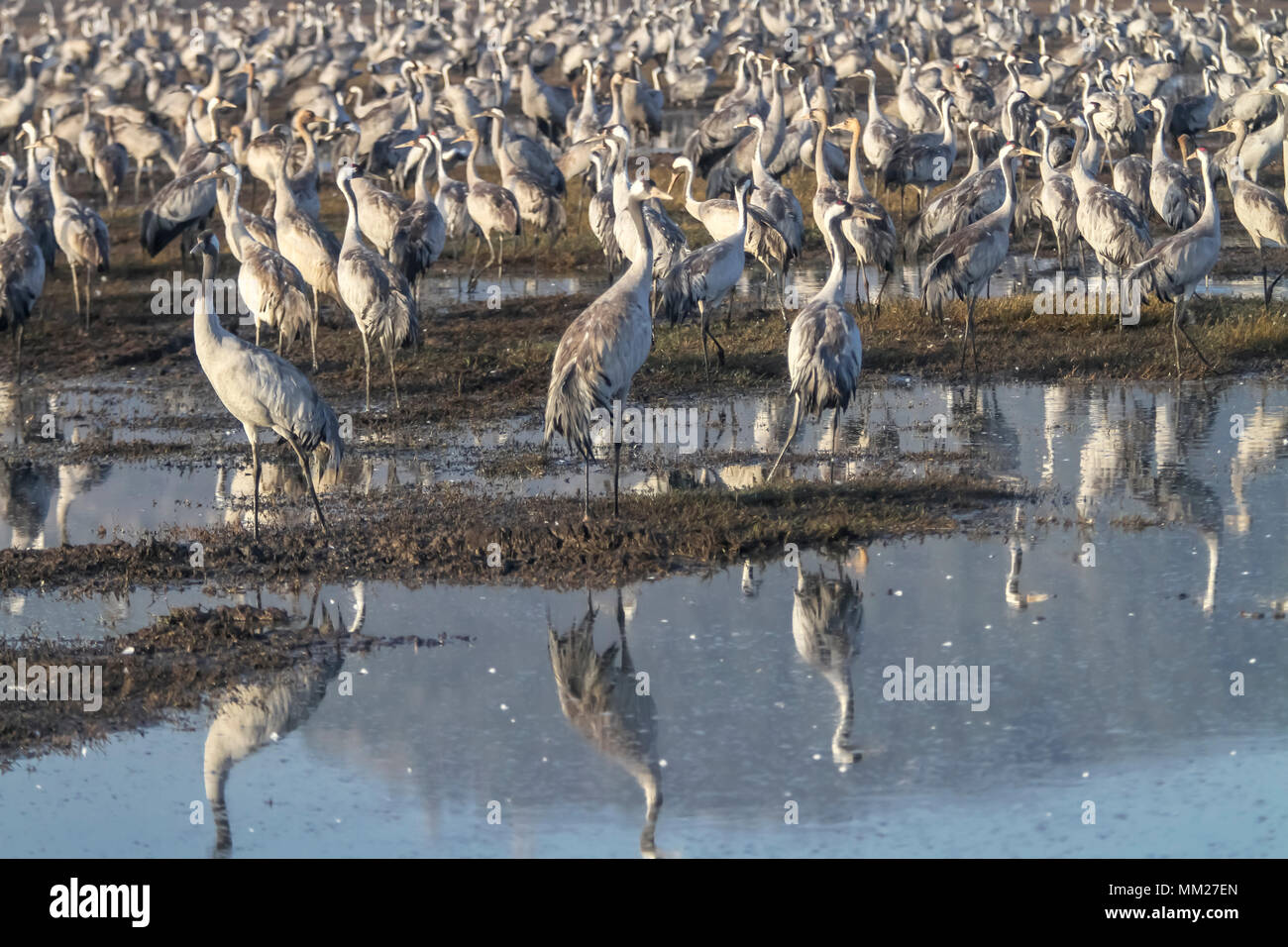 Grey Cranes (Grus grus) Photographed at the Agamon lake, Hula Valley ...