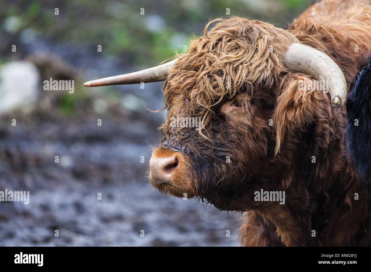 Highland bull hi-res stock photography and images - Alamy