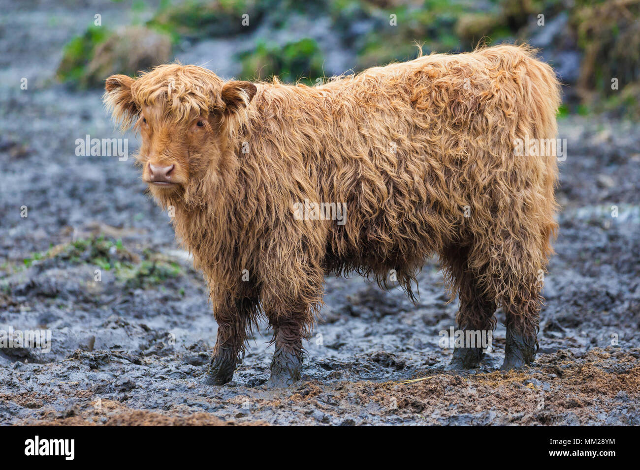 Young Highland cattle in a pasture near Skjolden, Norway Stock Photo ...