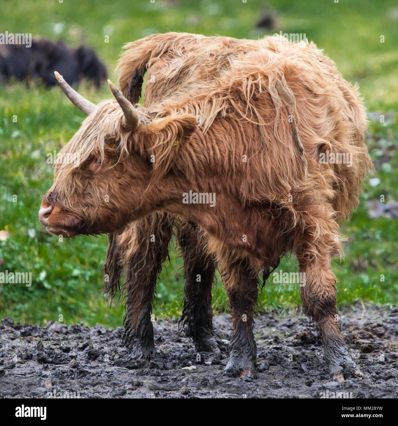 Norwegian red cow hi-res stock photography and images - Alamy
