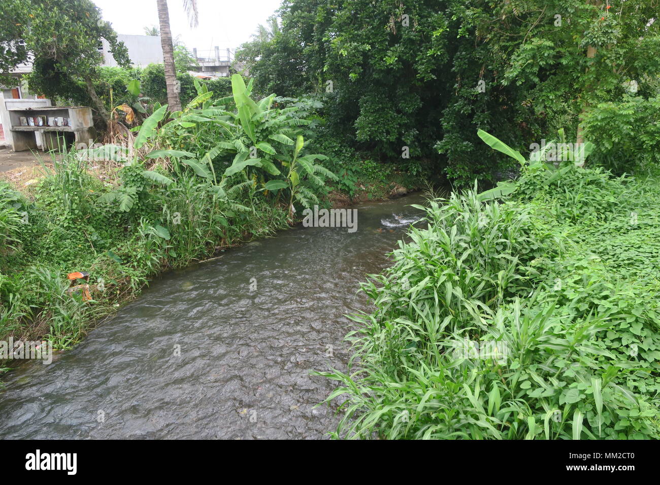 View at river and trees from a market place in small town in Flacq ...