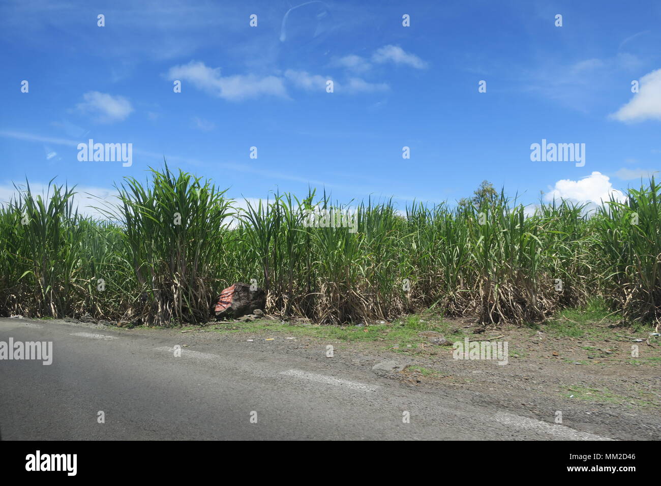 Interesting nature on Mauritius island, asphalt road, greenery Stock ...