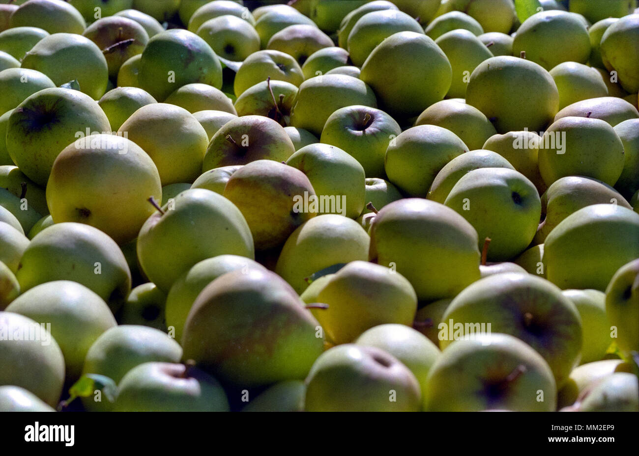 Apples being grown on the Kent / Sussex border Stock Photo - Alamy