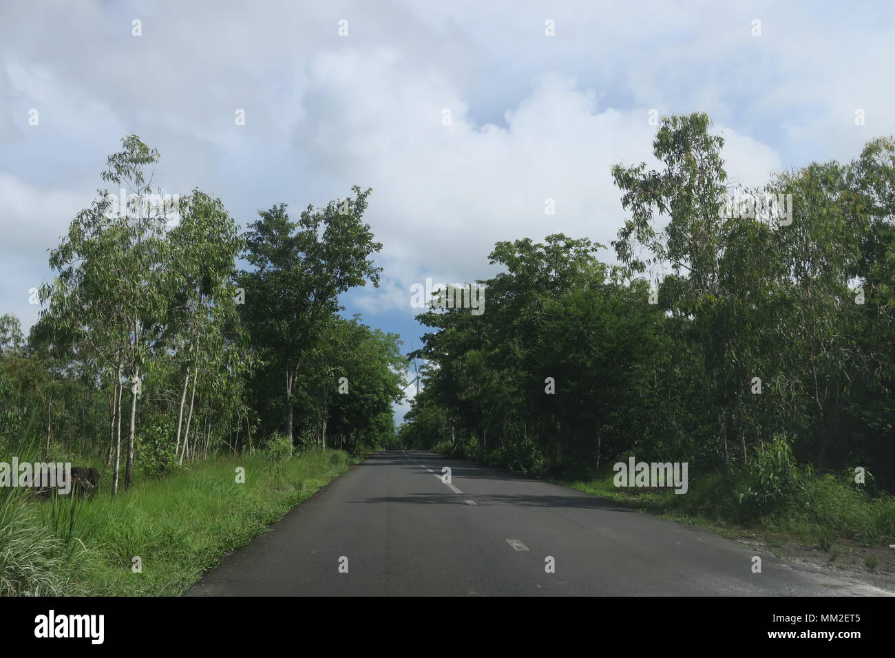 Interesting nature on Mauritius island, asphalt road, greenery Stock ...