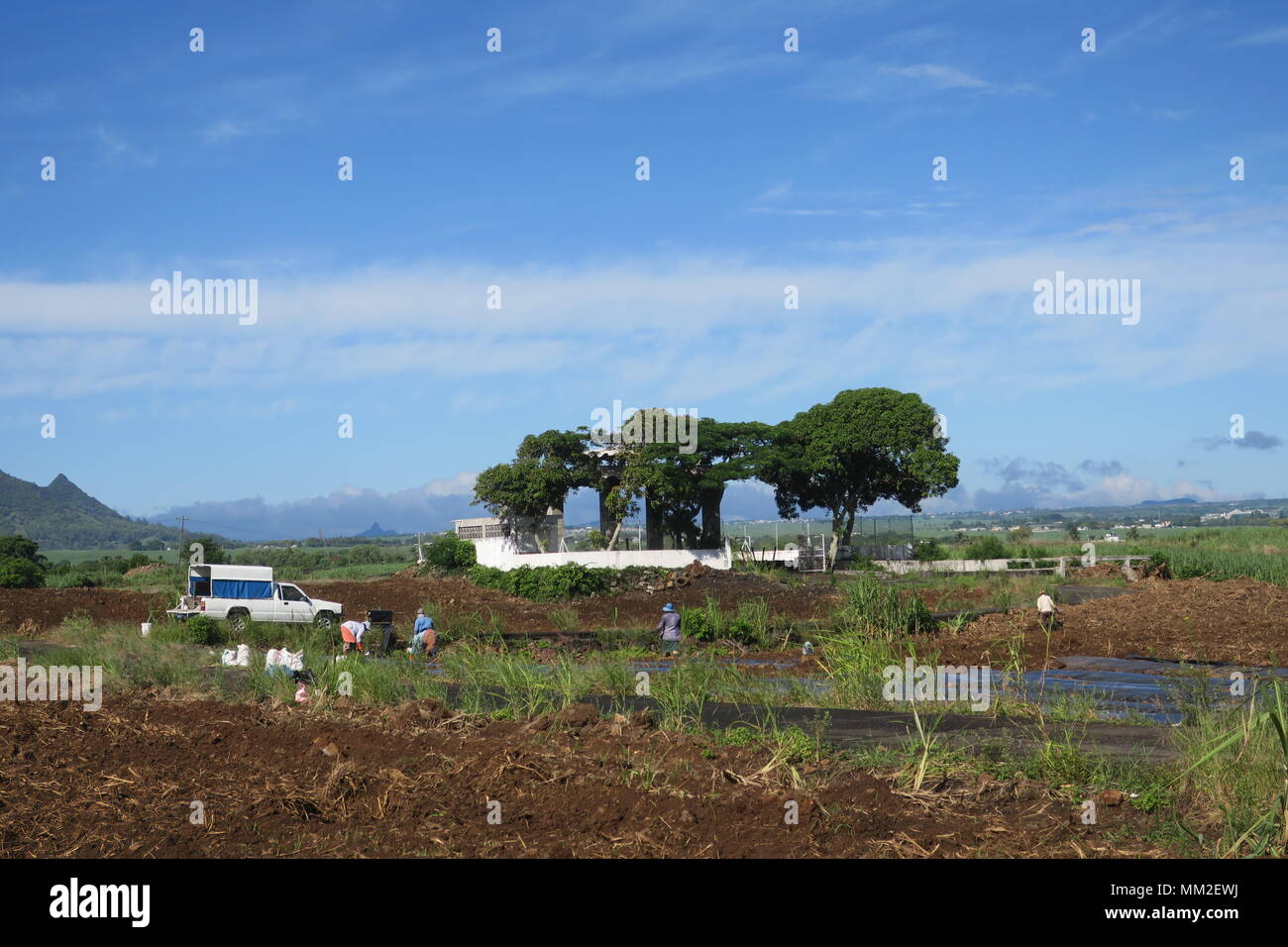 Interesting nature on Mauritius island, asphalt road, greenery Stock ...