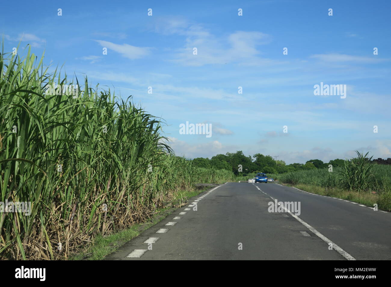 Interesting nature on Mauritius island, asphalt road, greenery Stock ...