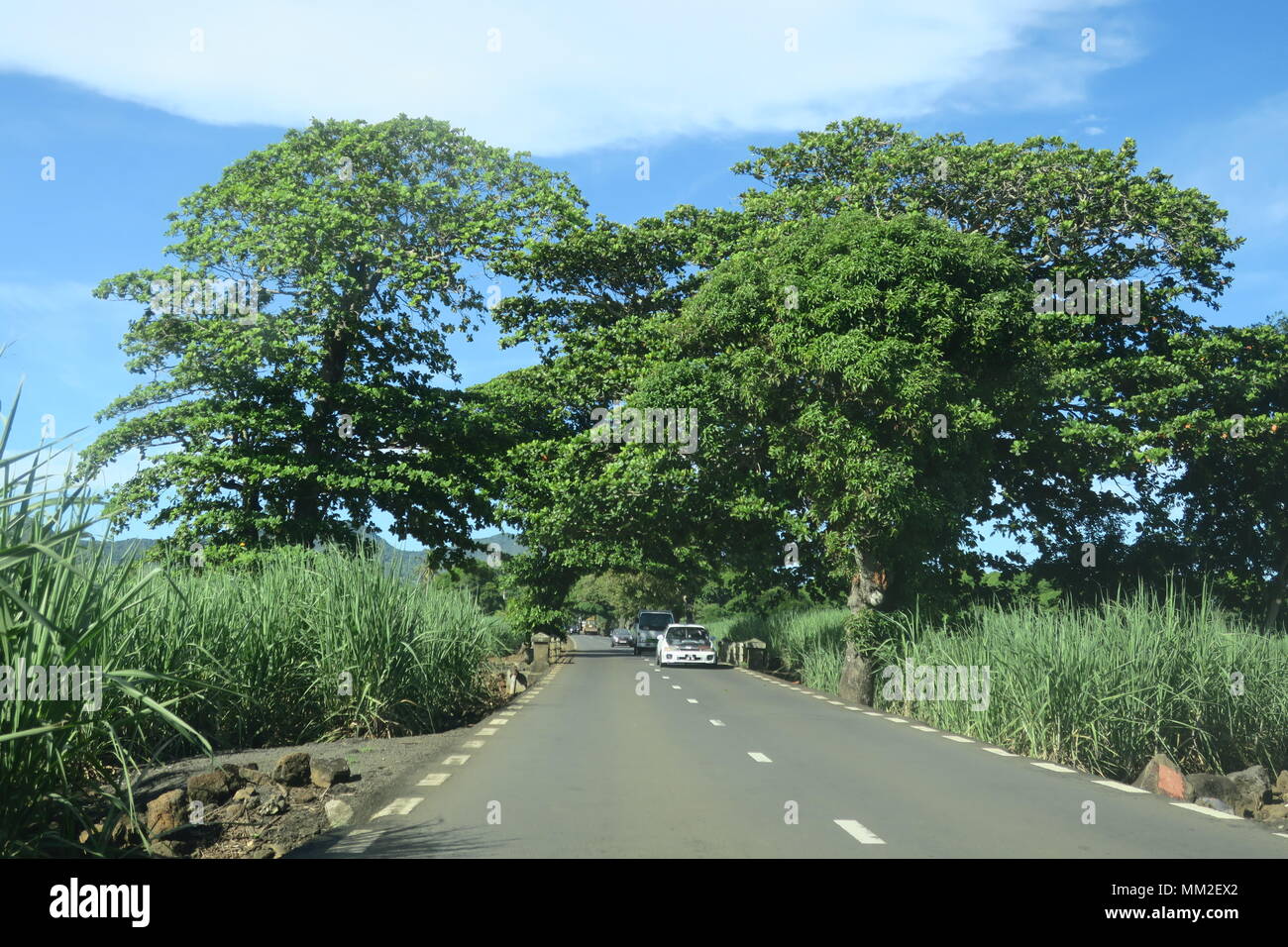 Interesting nature on Mauritius island, asphalt road, greenery Stock ...