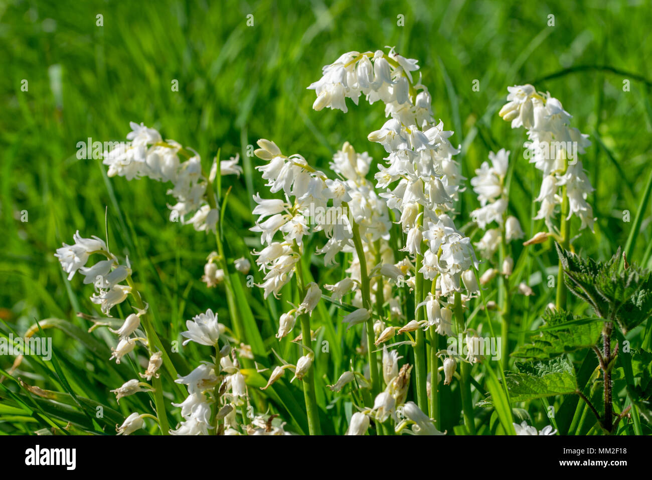 White bluebells growing amongst stinging nettle bushes Stock Photo - Alamy