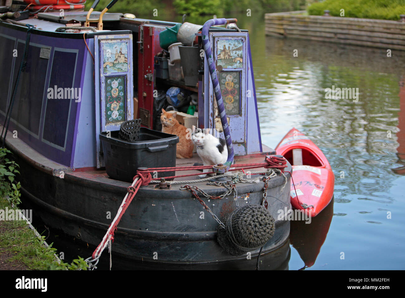 two cats sit on the back of a barge on the grand union canal, near ...
