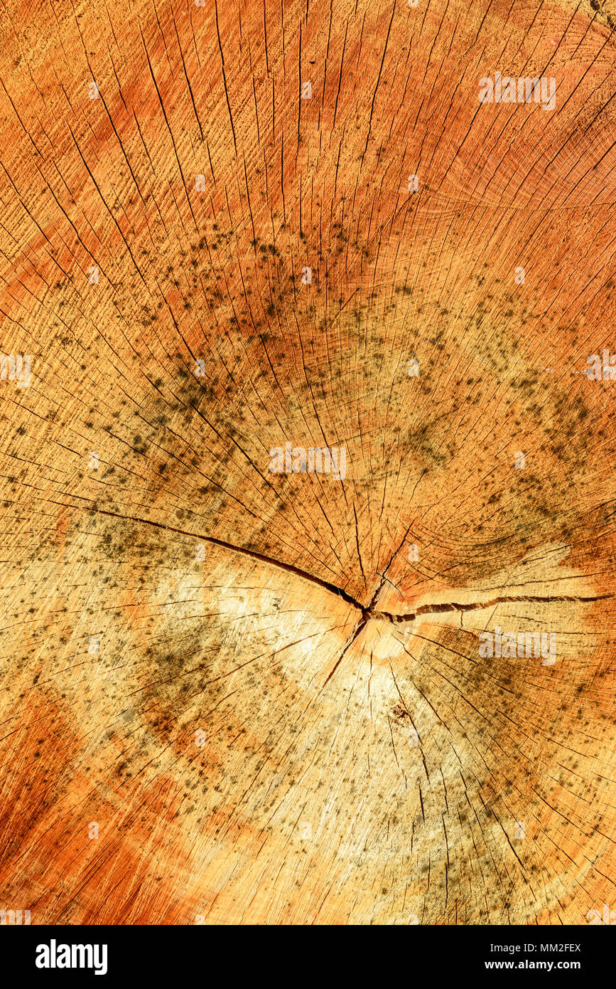 Detail of a cut trunk Stock Photo - Alamy