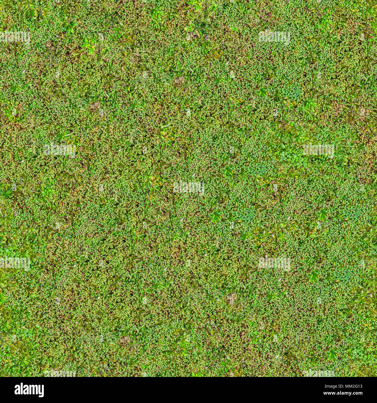 Green Grass. Seamless Tileable Texture Stock Photo - Alamy