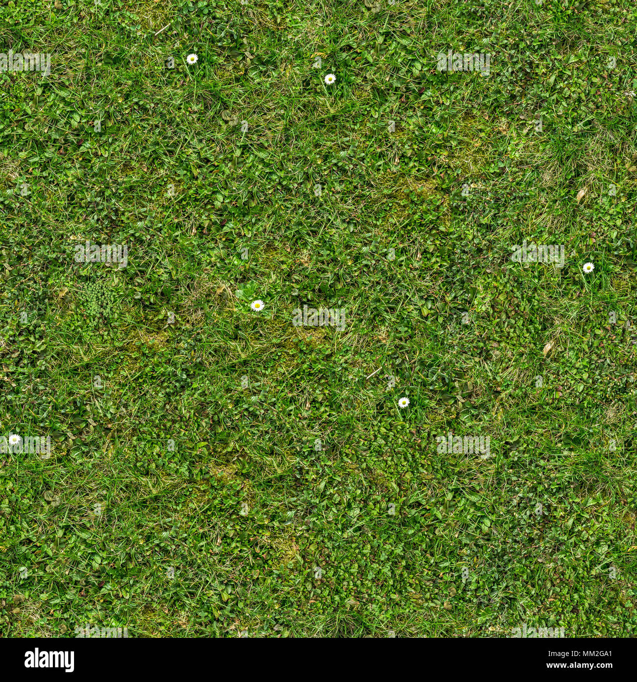 Grass Texture Seamless Stock 291 Grass Texture Seamless Stock Photos,