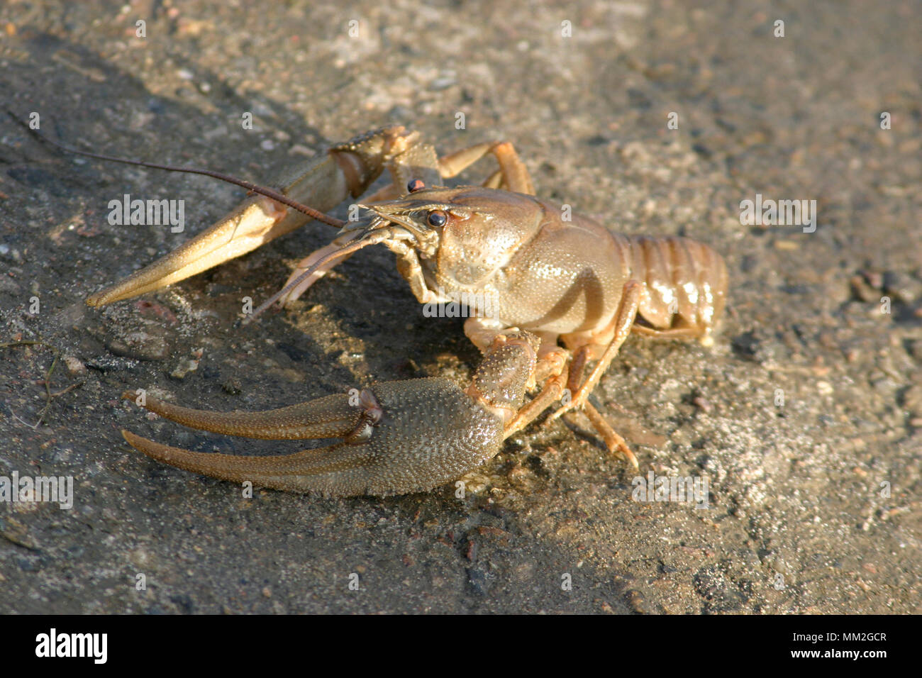 Live crayfish in the sparkling rays of the sun. Cancer crawls along the ...