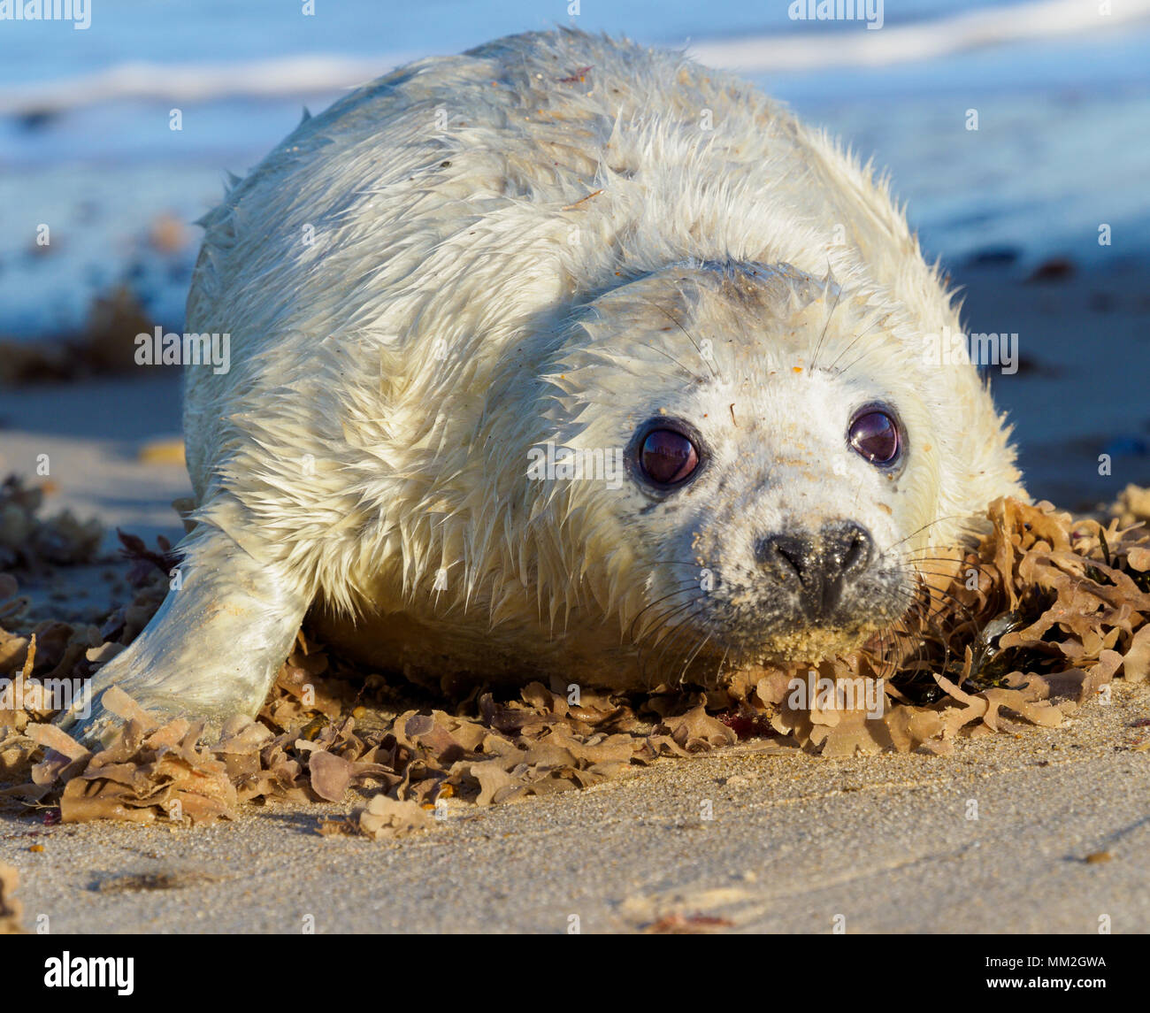 Winterton beach seal pup hi-res stock photography and images - Alamy