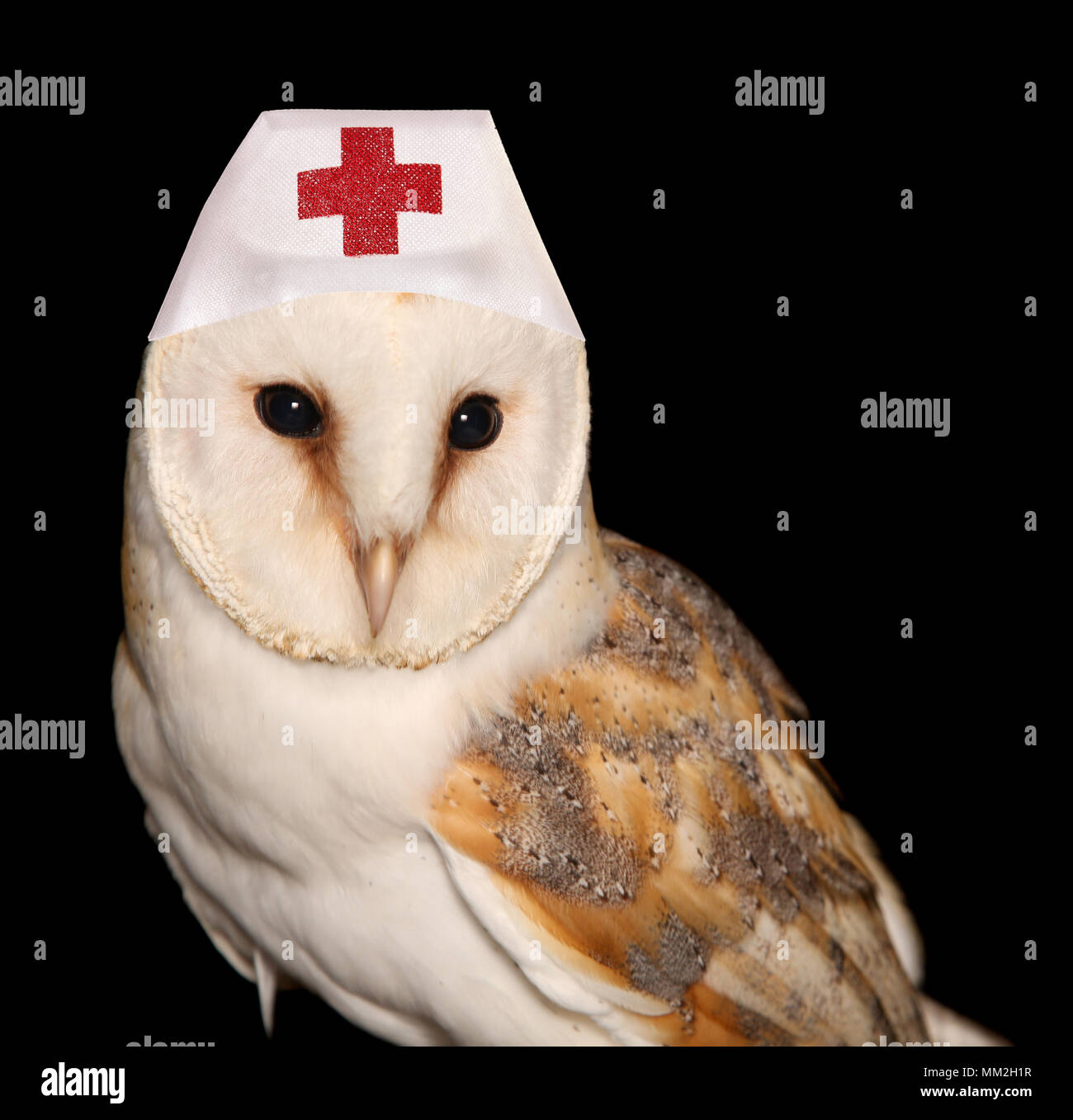 barn owl rescue with first aid hat Stock Photo - Alamy