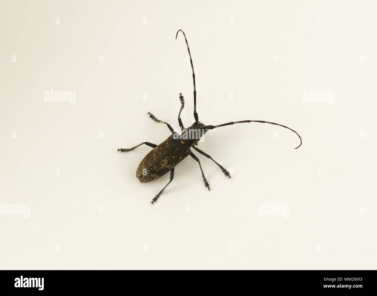 Large black beetle with long mustache and mites Stock Photo - Alamy
