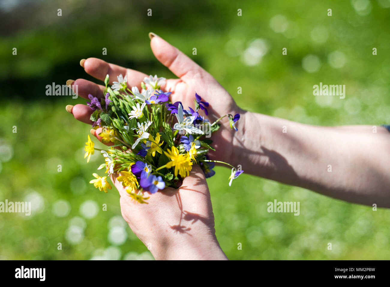 Woman holding spring flowers bouquet in the field Stock Photo - Alamy