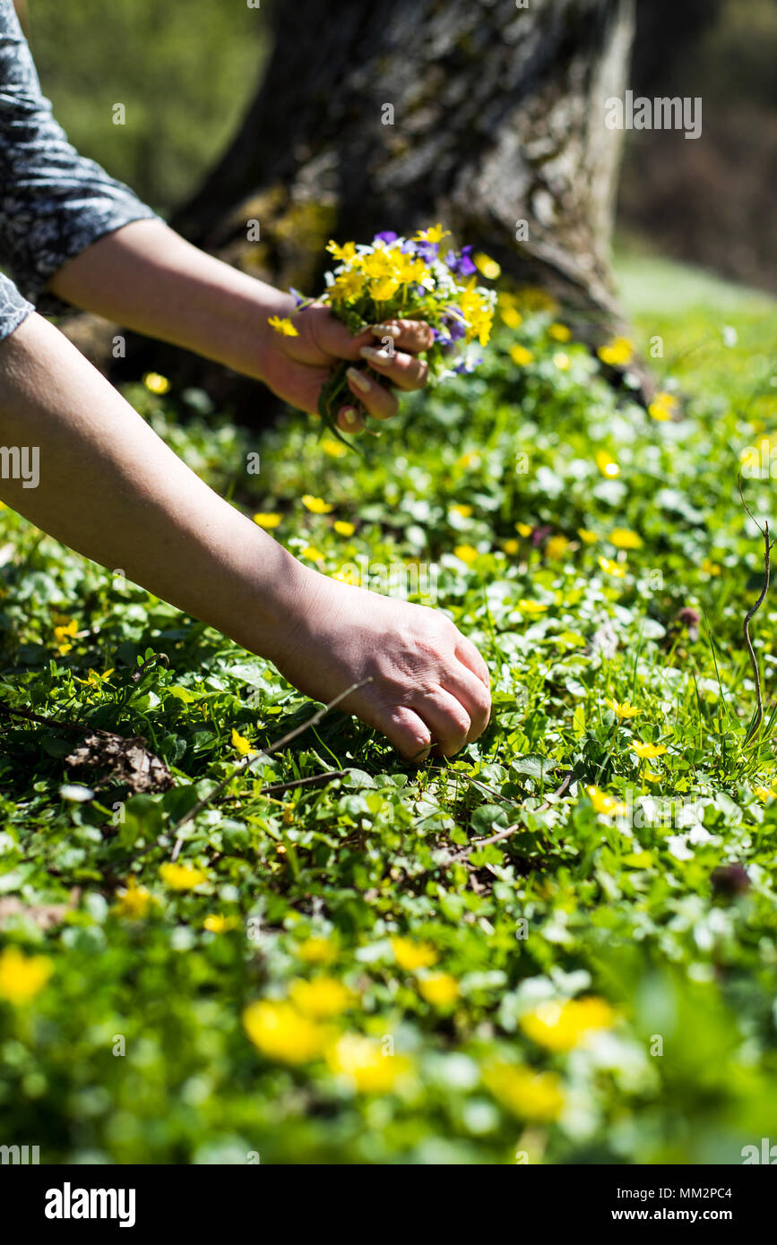 Woman picking spring flowers in the field Stock Photo - Alamy
