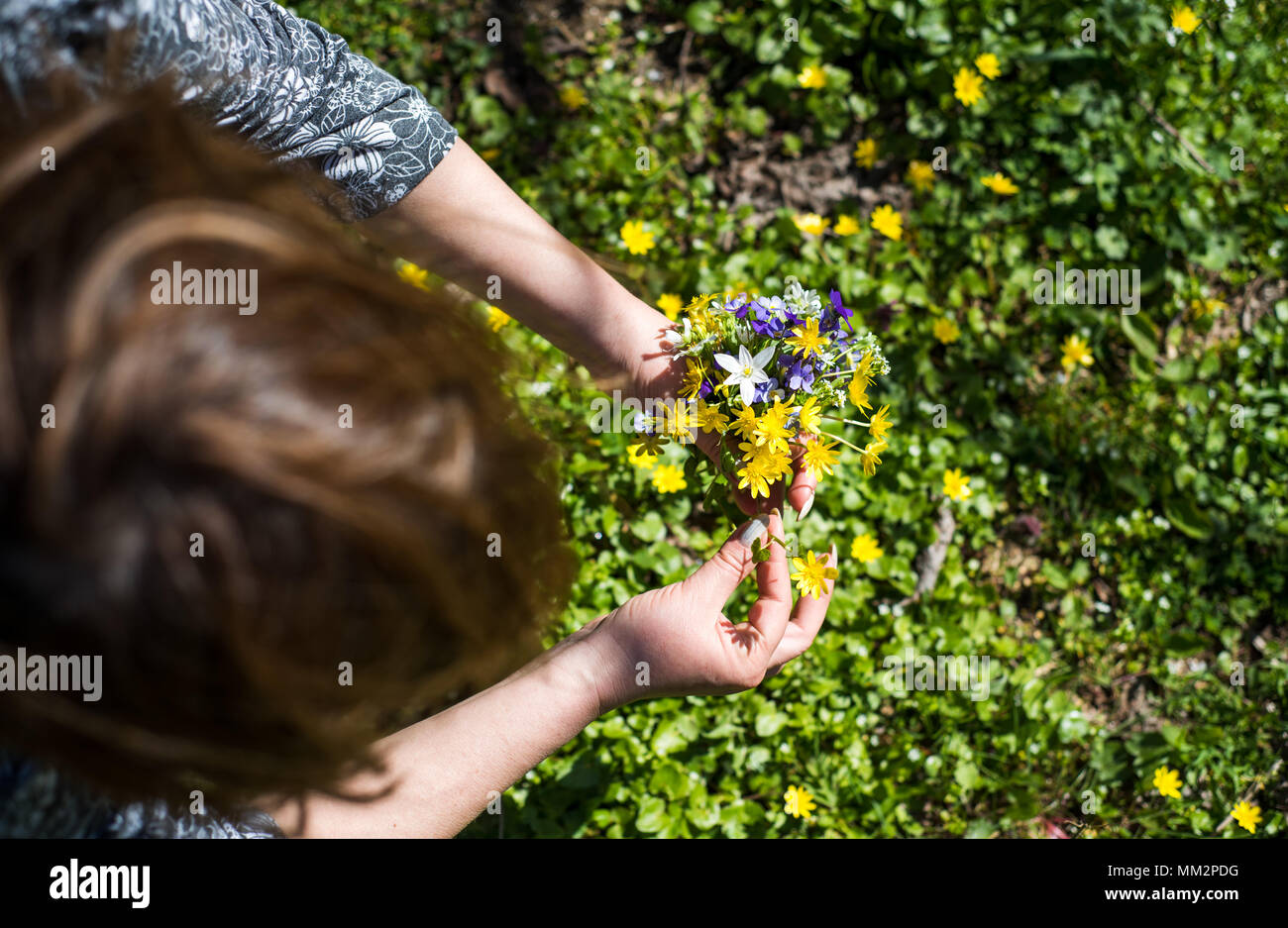 Woman hand picking flowers hi-res stock photography and images - Alamy