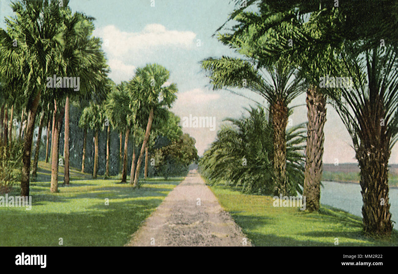 Date Palm Drive. Ormond. 1920 Stock Photo - Alamy