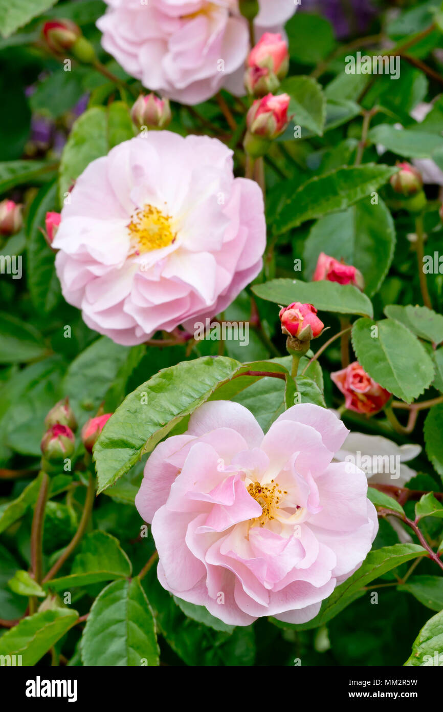 Rosa Cornelia Rose High Resolution Stock Photography and Images - Alamy