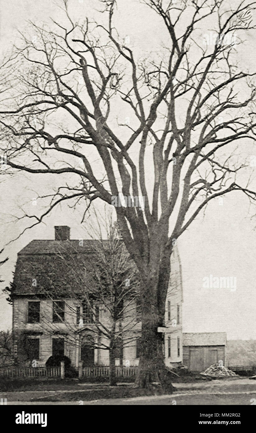 Old elm hi-res stock photography and images - Alamy