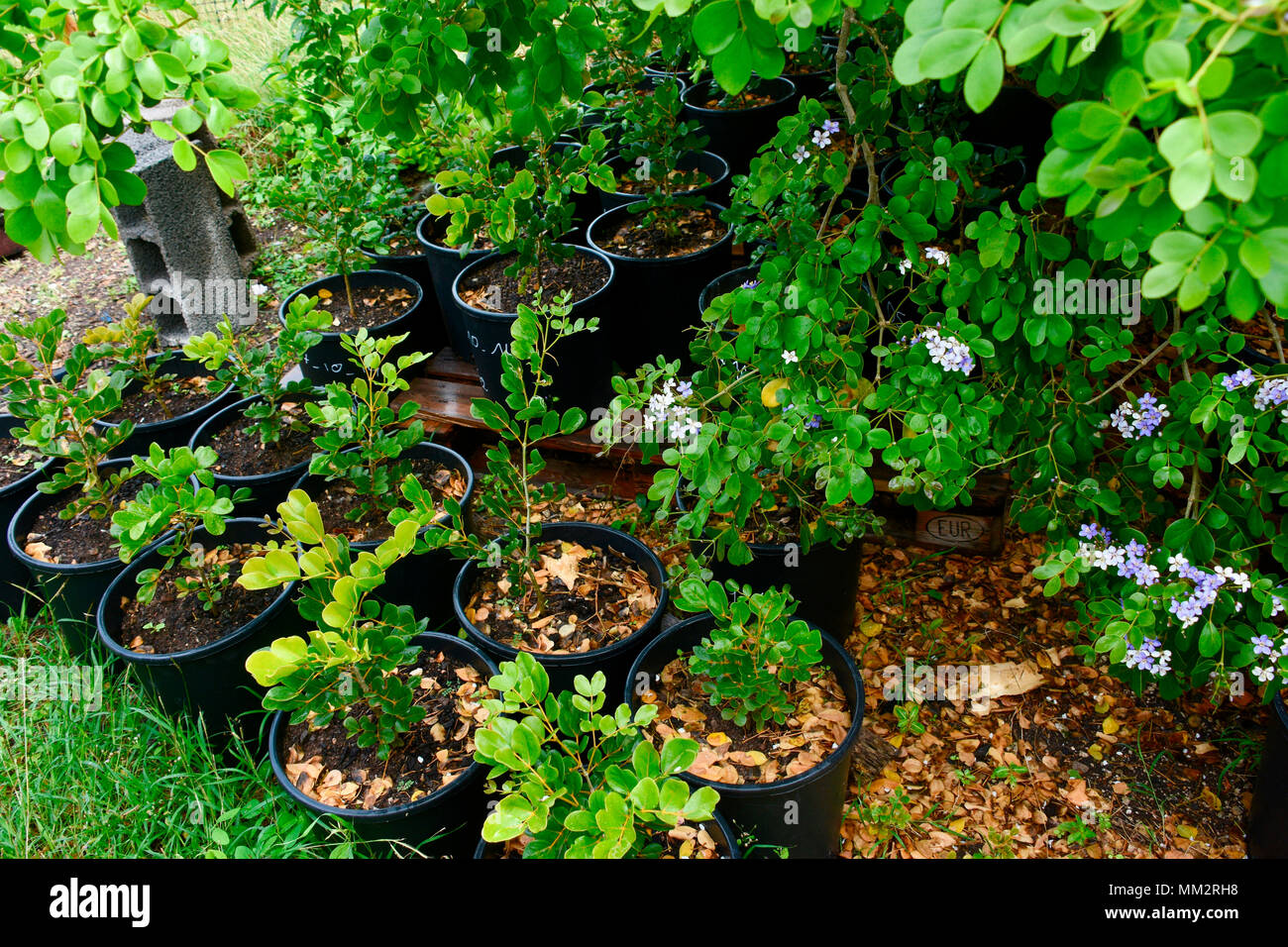 Guaiac tree hi-res stock photography and images - Alamy