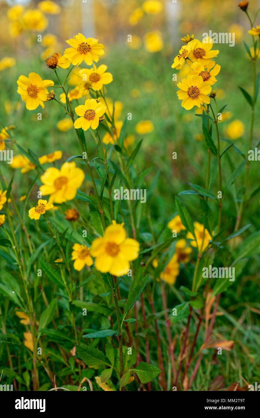 Bur-marigold (Bidens aurea) plant native to Central America in a vine ...