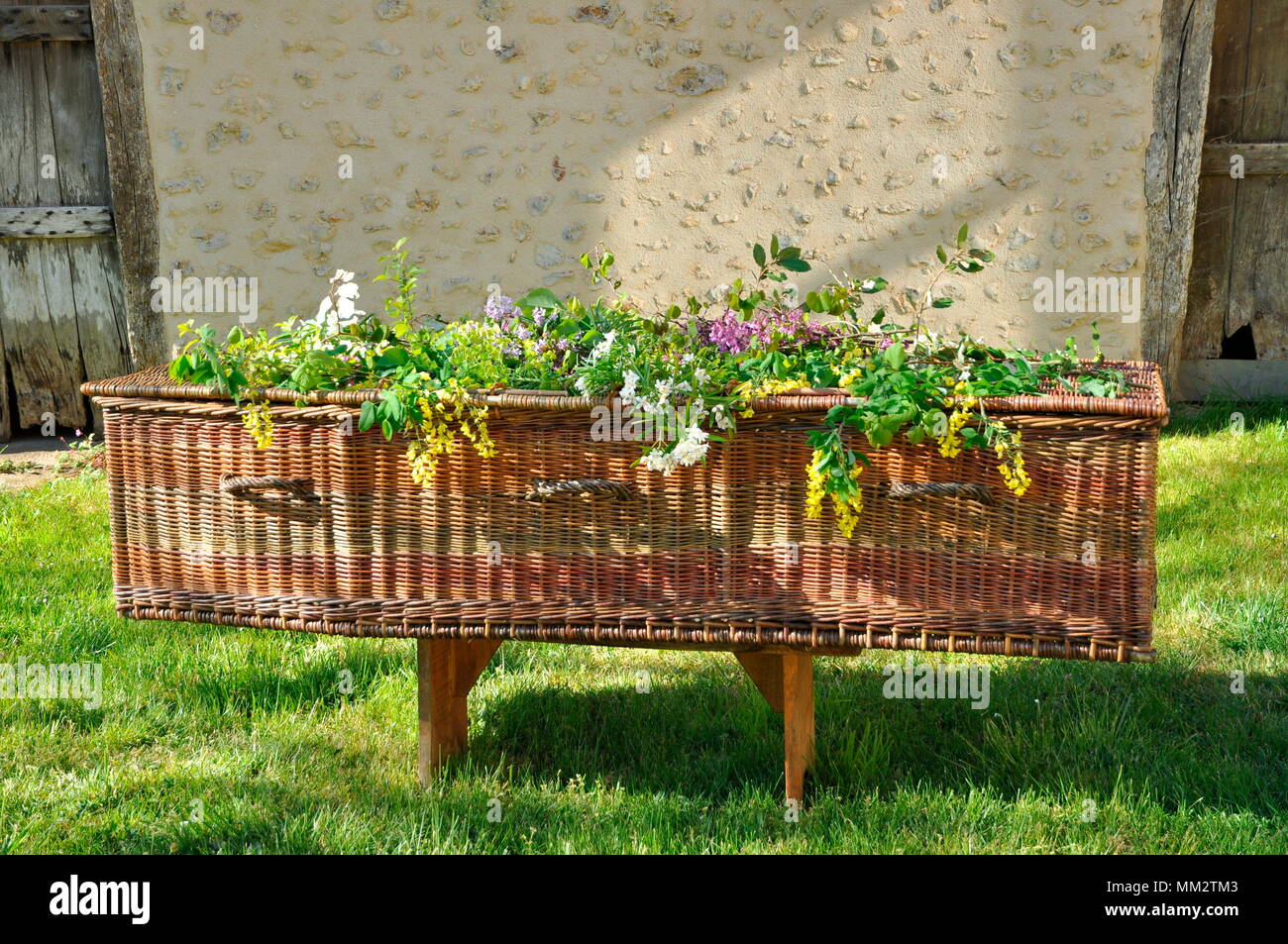 Making off a Wicker coffin for organic funeral Stock Photo - Alamy
