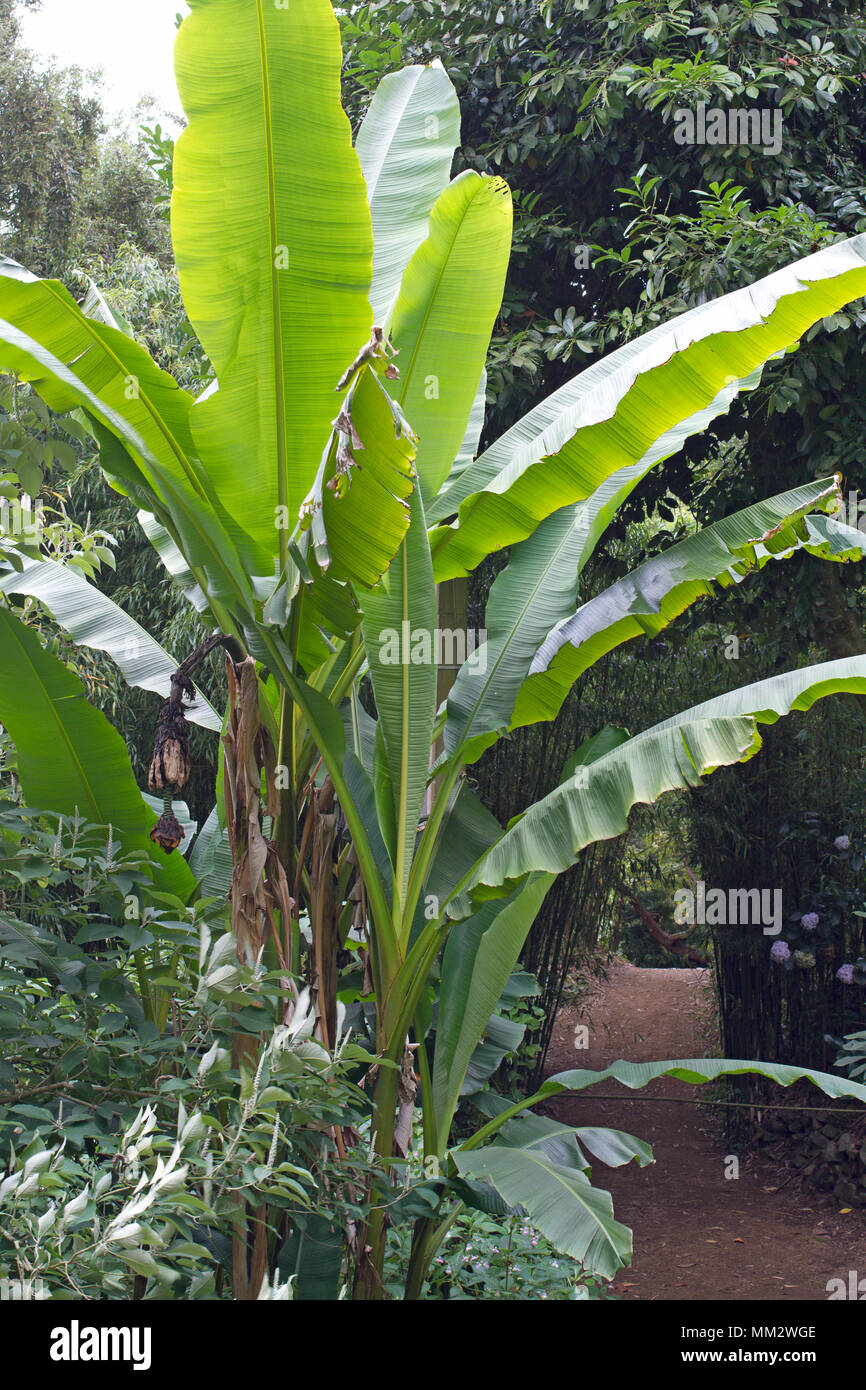 Japanese banana (Musa basjoo Stock Photo - Alamy
