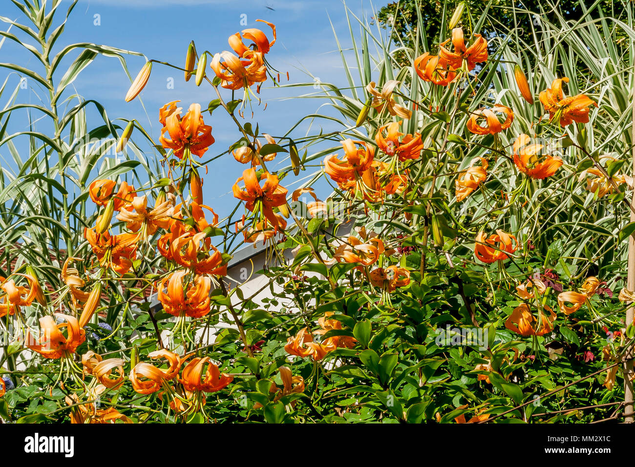 Henry Lily High Resolution Stock Photography and Images - Alamy