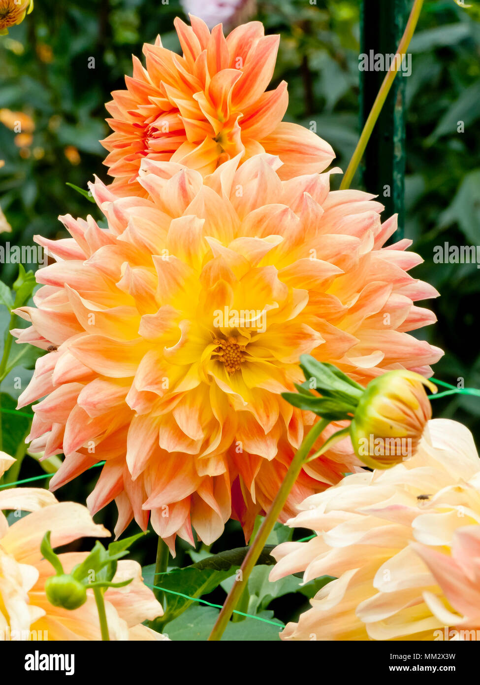 Alauna High Resolution Stock Photography and Images - Alamy