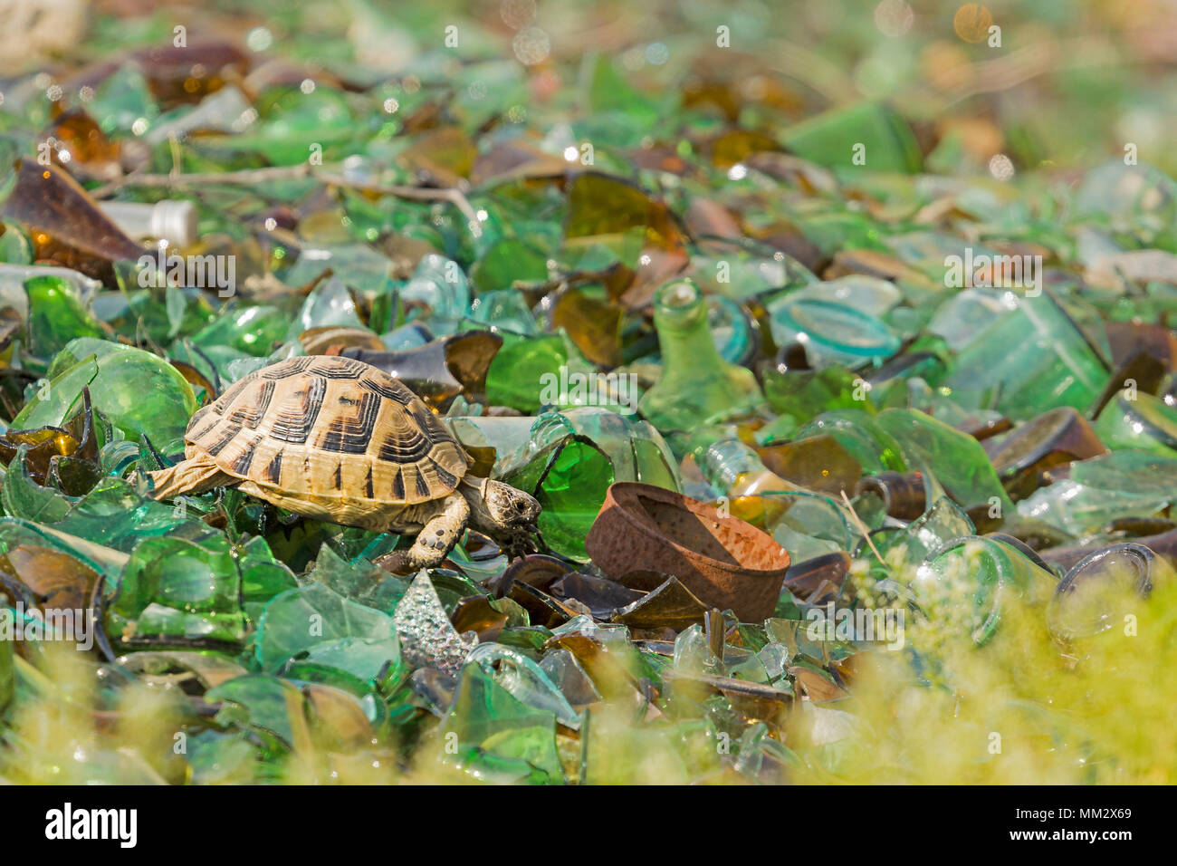 Eastern Hermann's Tortoise(Testudo hermanni boettgeri), Macin, Romania ...